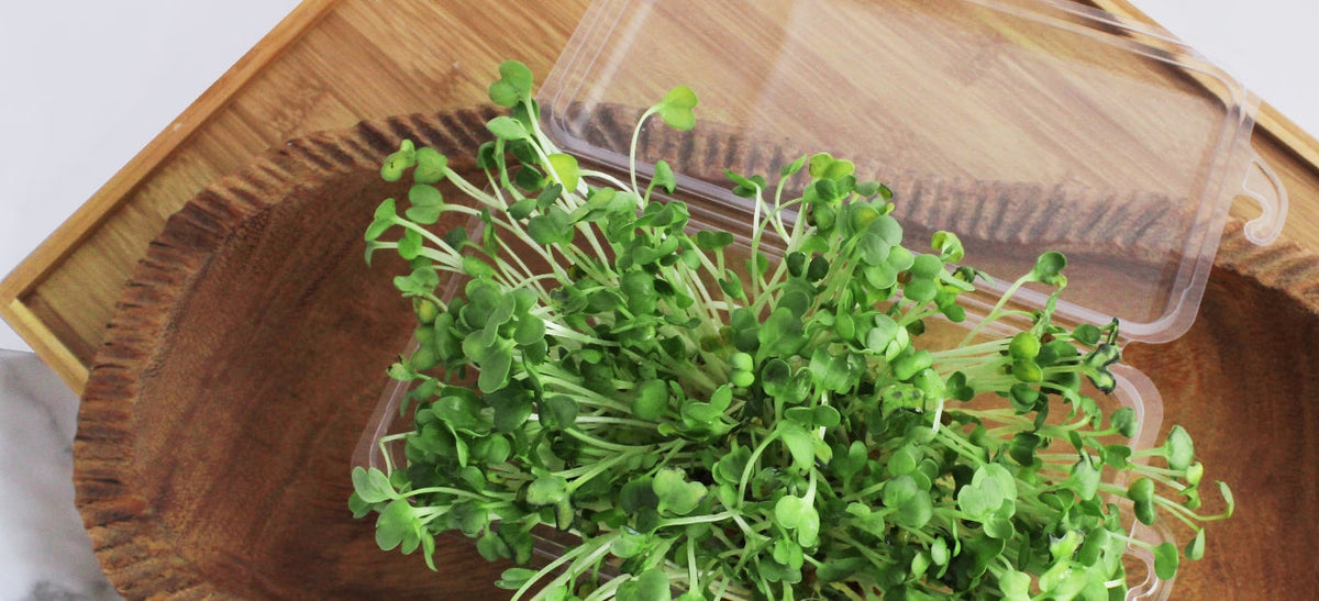 Bio-based Herb & Microgreen Packaging | Compostable Food Container